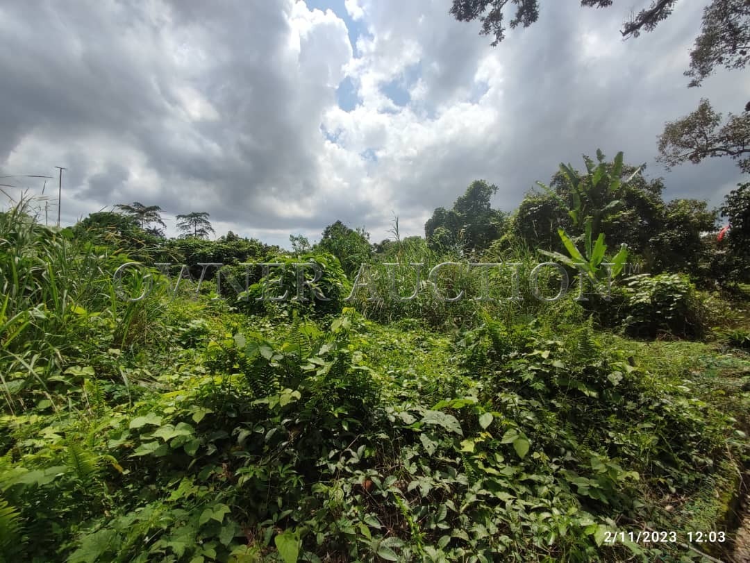 Buy Agricultural Land with Swiftlet House Selling Together [Road ...